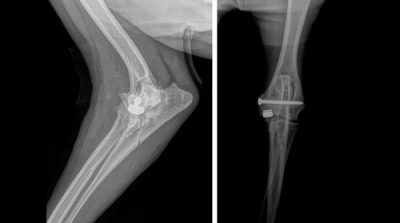 Orthopedic Surgery - Referral Caledonvet