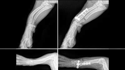 Orthopedic Surgery - Referral Caledonvet